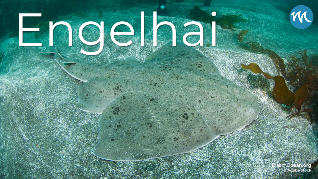 Haie vor der Haustür: 8. Engelhai - Elasmocean